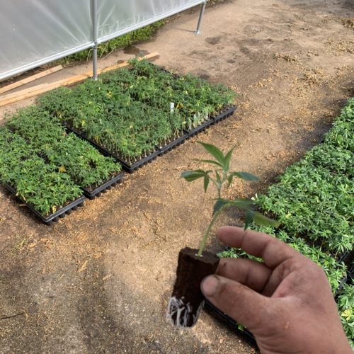 Irons Meadow CBD Hemp Clones - 8 Strains | Irons Meadow